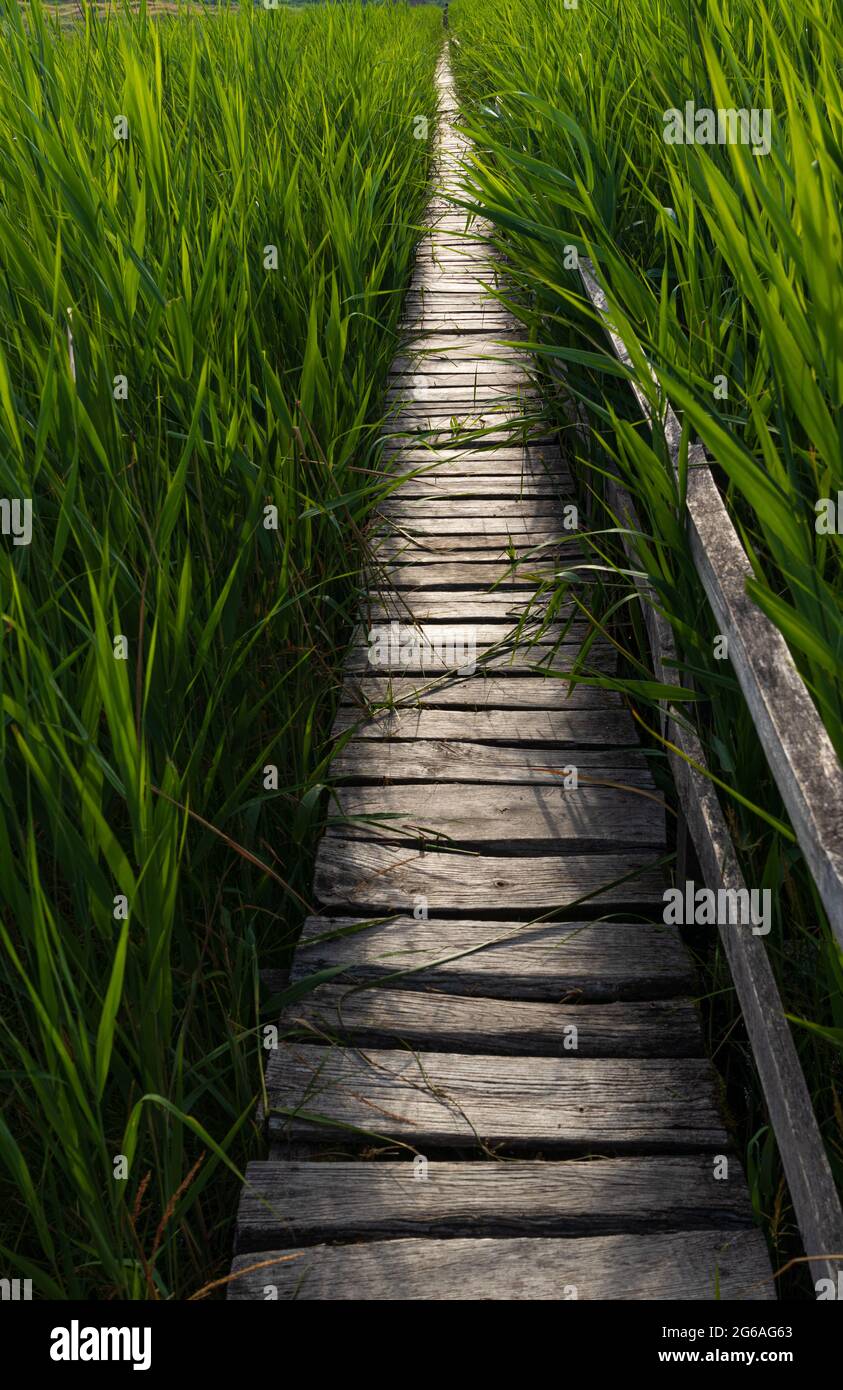 Wooden path in the reed field. Path through the reeds. The reed from ...