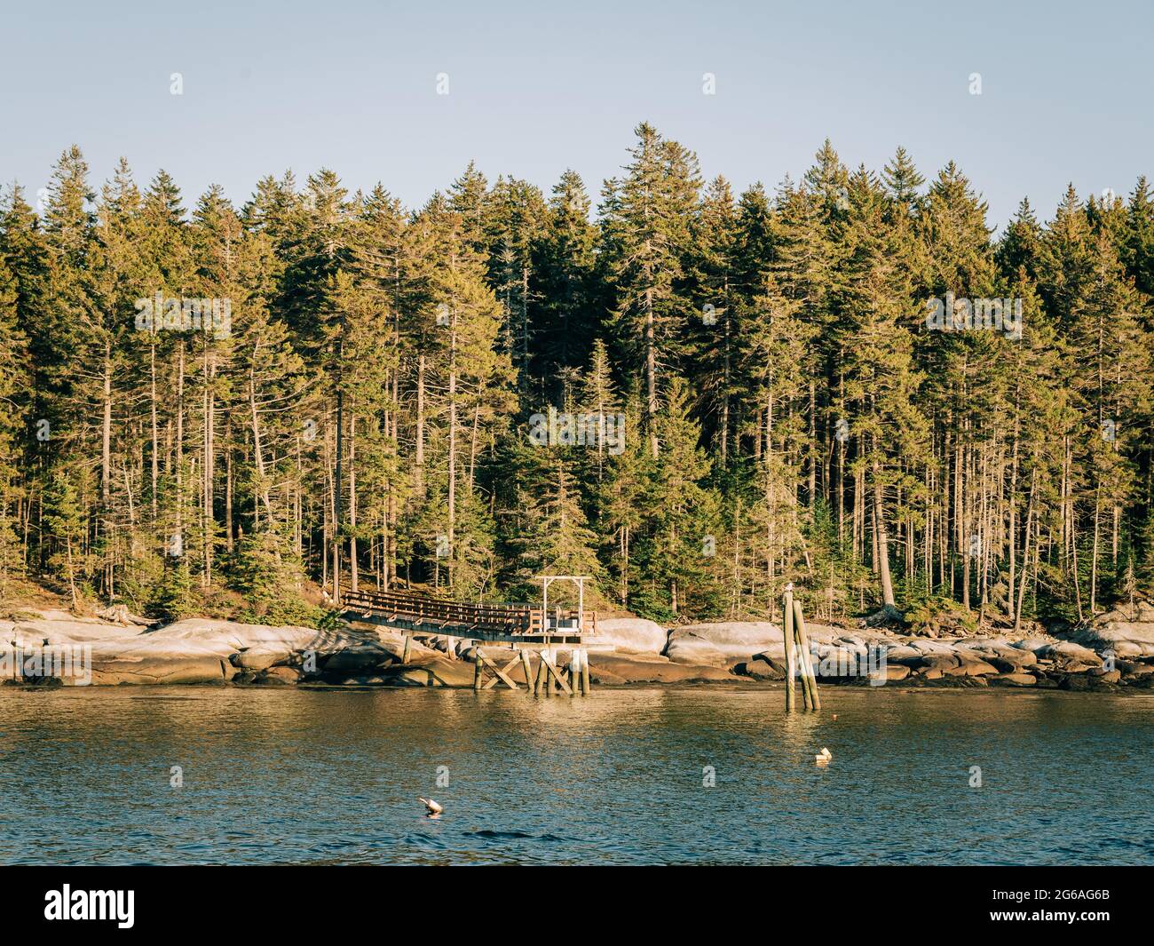 Rocky coast with pine trees, seen from Sprucehead Island, South ...