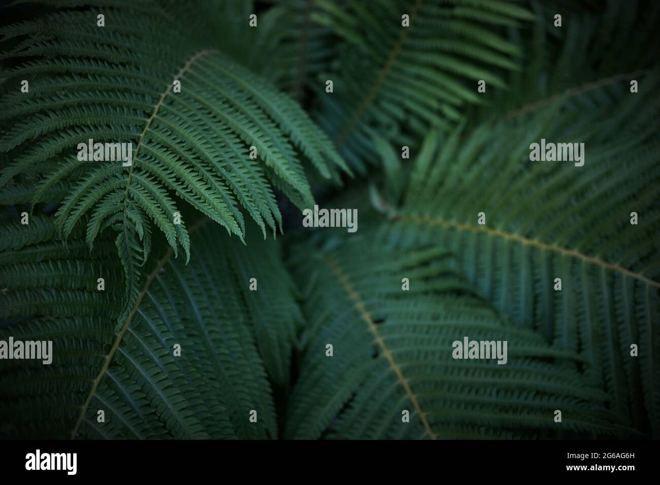 Beautiful background of ferns leaves. Green fern tree growing in summer ...