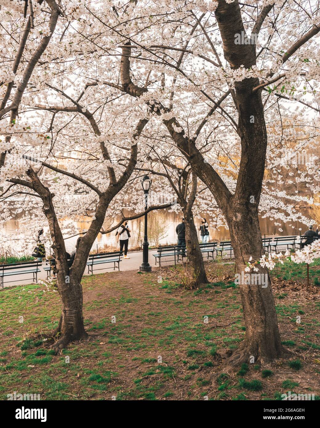 Cherry blossom trees at Cherry Hill, in Central Park, Manhattan, New ...