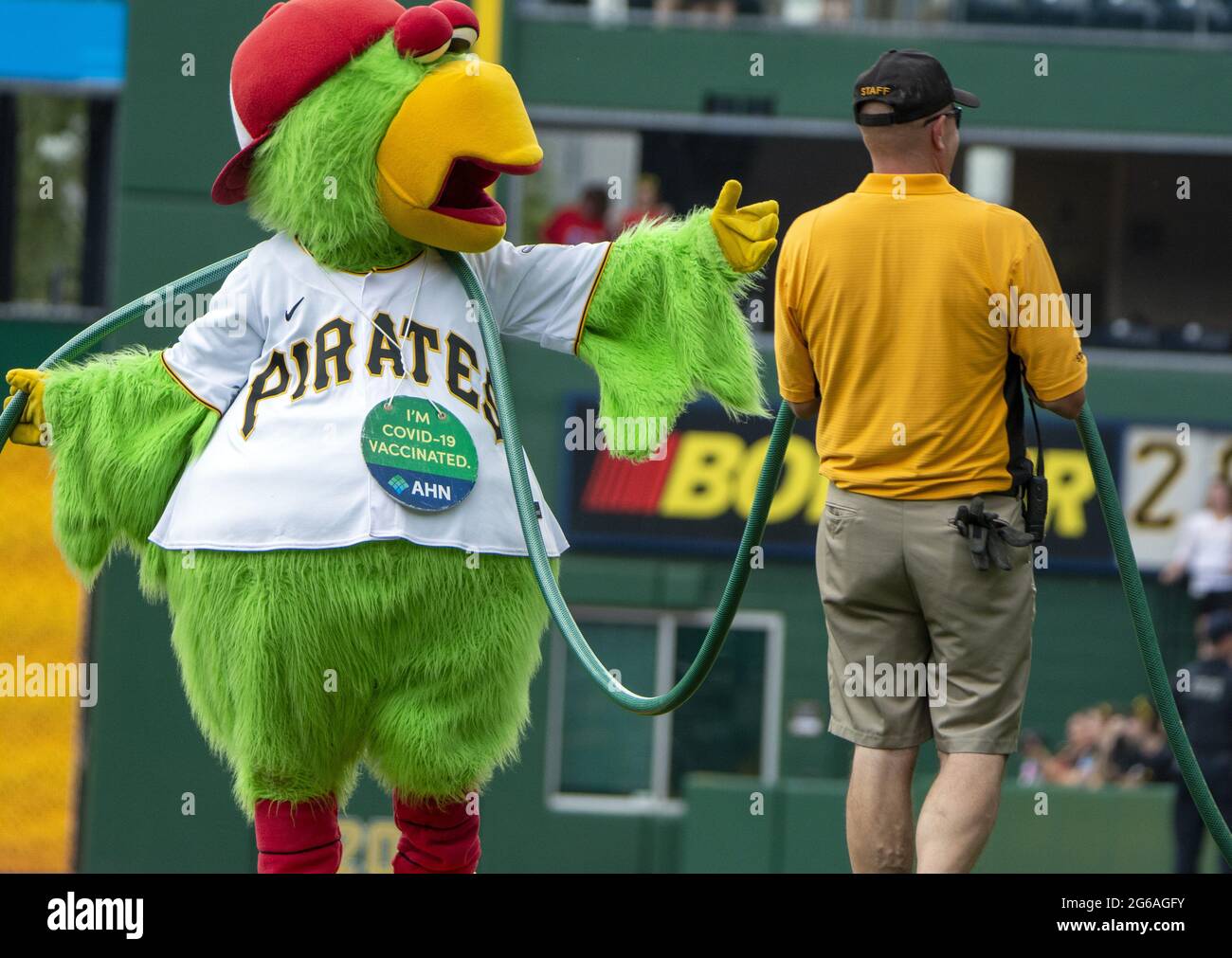 Pittsburgh pirate parrot hi-res stock photography and images - Alamy