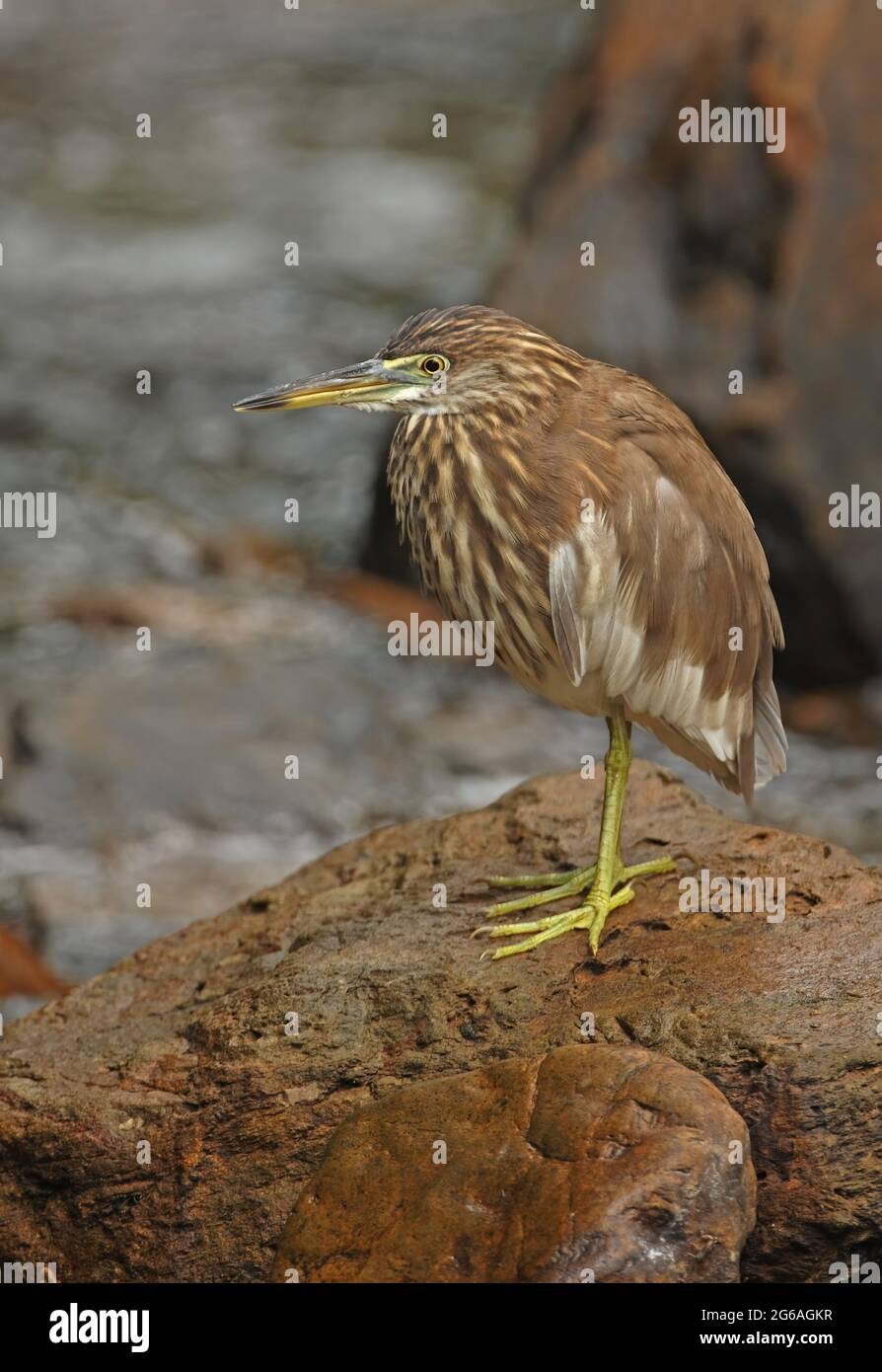 Chinese pond heron ardeola bacchus non breeding plumage hi-res stock ...