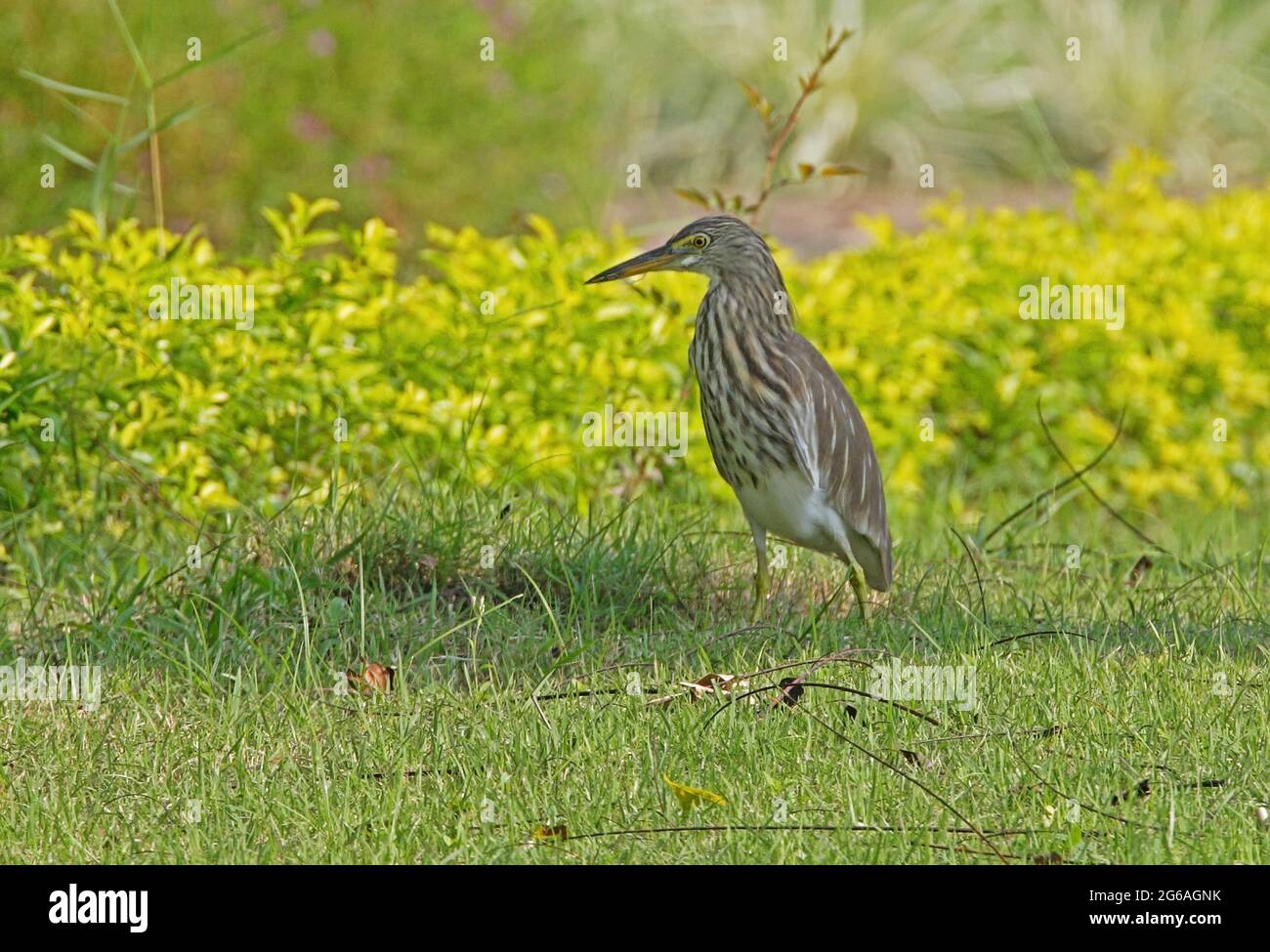 Chinese pond heron ardeola bacchus non breeding plumage hi-res stock ...