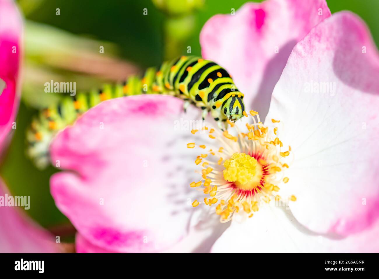 Pink rose swallowtail hi-res stock photography and images - Alamy
