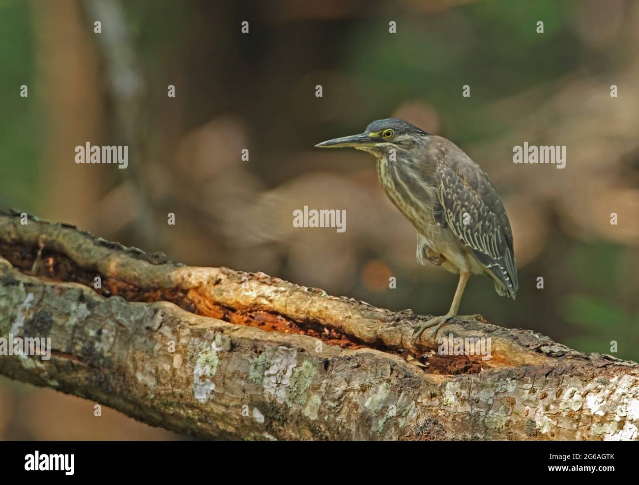 Green-backed Heron (Butorides striata javanica) immature perched on ...