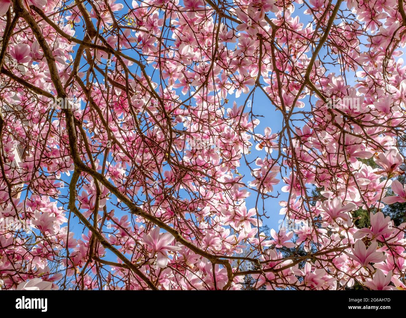 Magnolia tree in bloom hi-res stock photography and images - Alamy