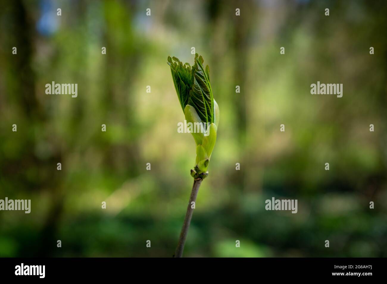 Leaf bud hi-res stock photography and images - Alamy