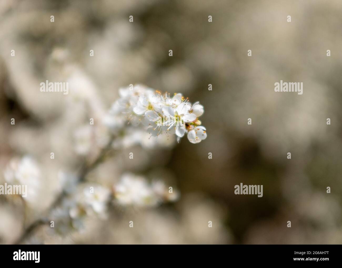 White sunny hi-res stock photography and images - Alamy
