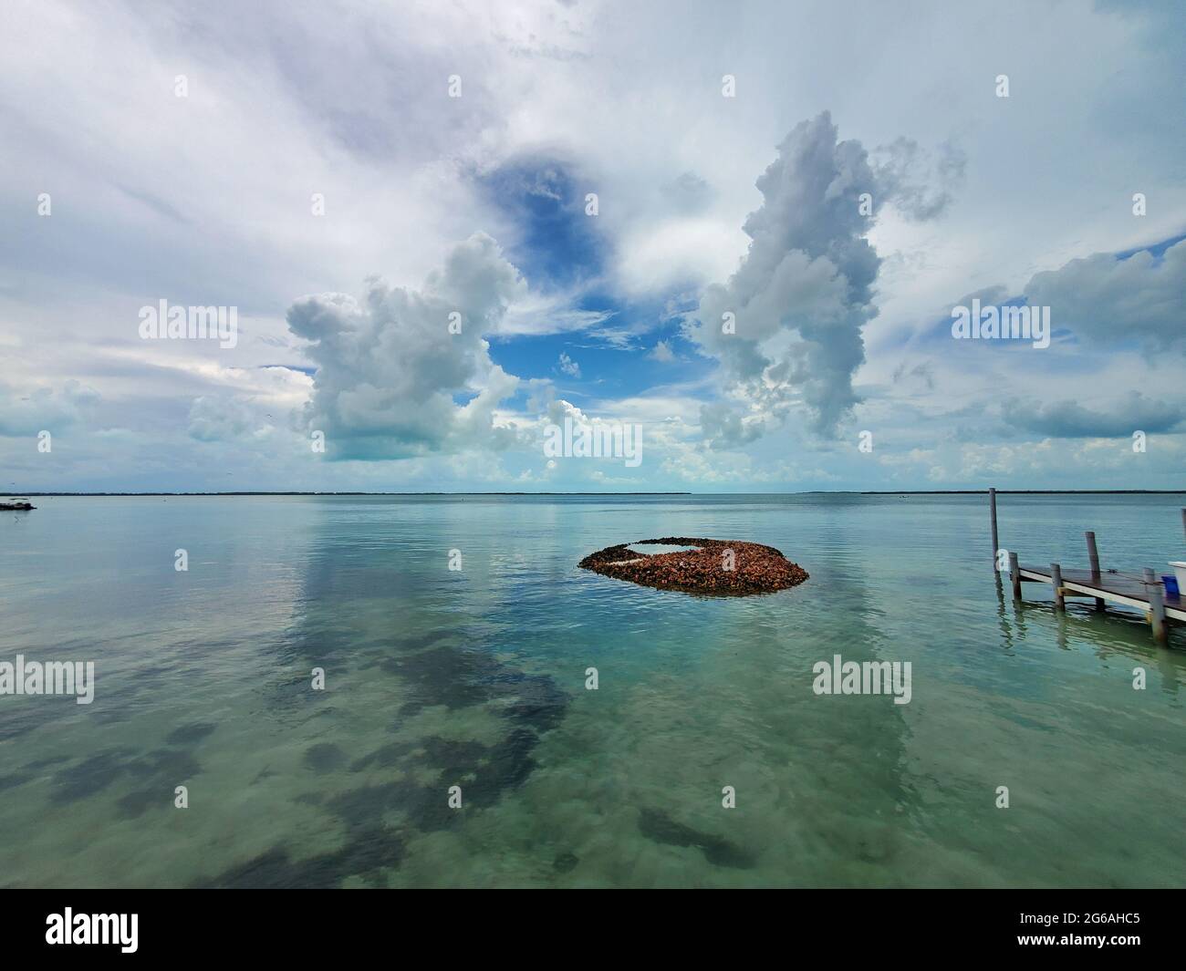 Discarded shells of queen conch - Strombus gigas - form small island in ...