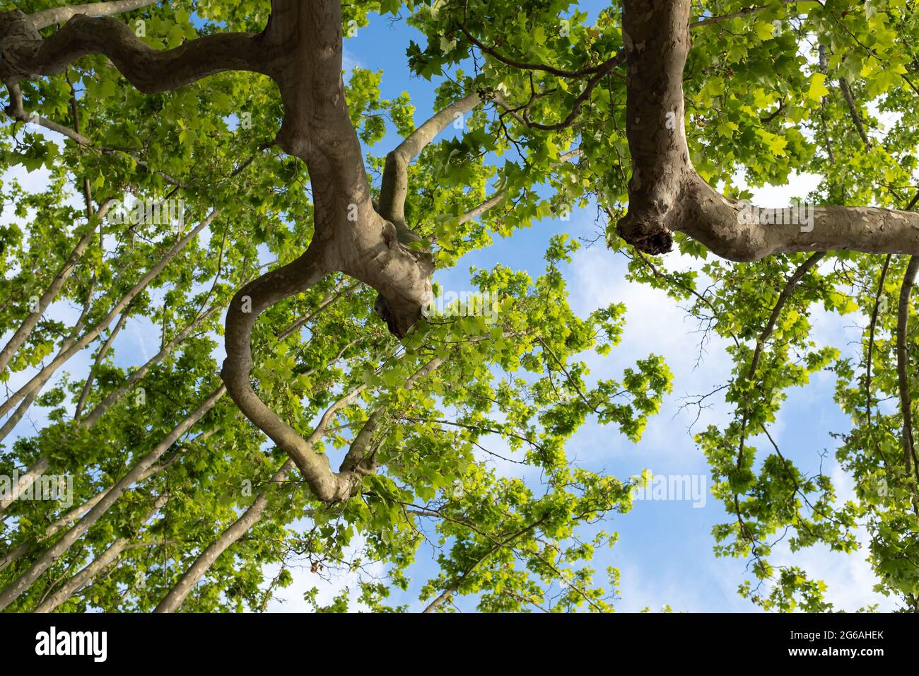 Tree top branches hi-res stock photography and images - Alamy