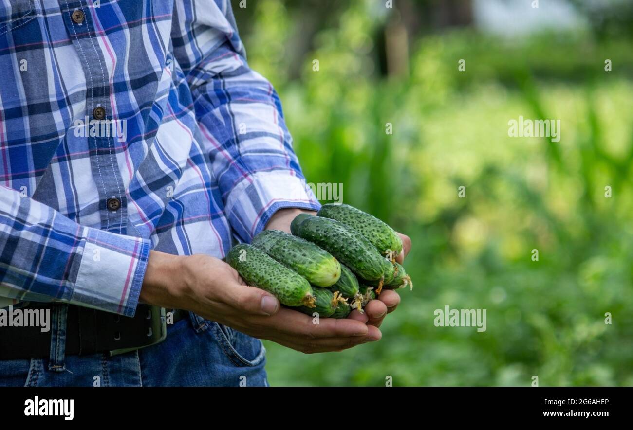 fresh cucumbers in the farmer's hand. Nature. Selective focus Stock ...