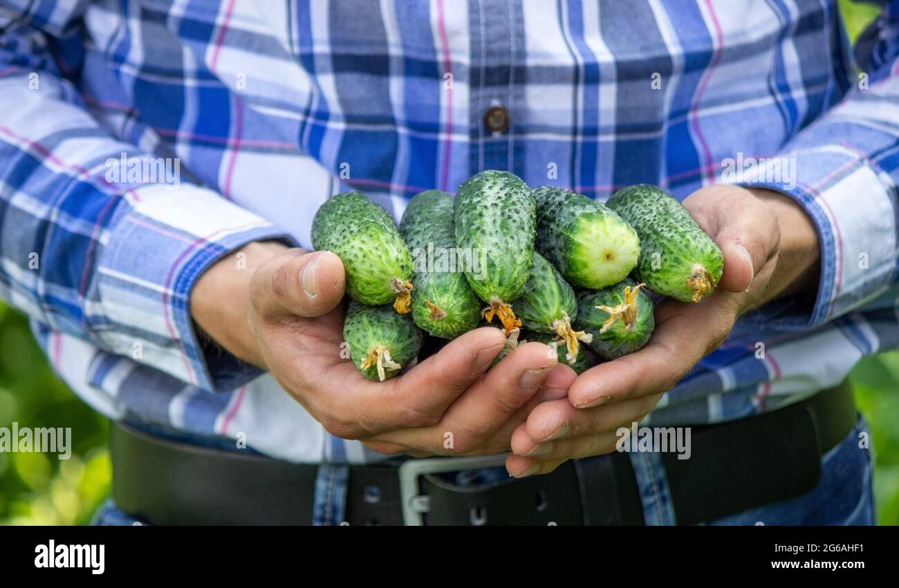 fresh cucumbers in the farmer's hand. Nature. Selective focus Stock ...