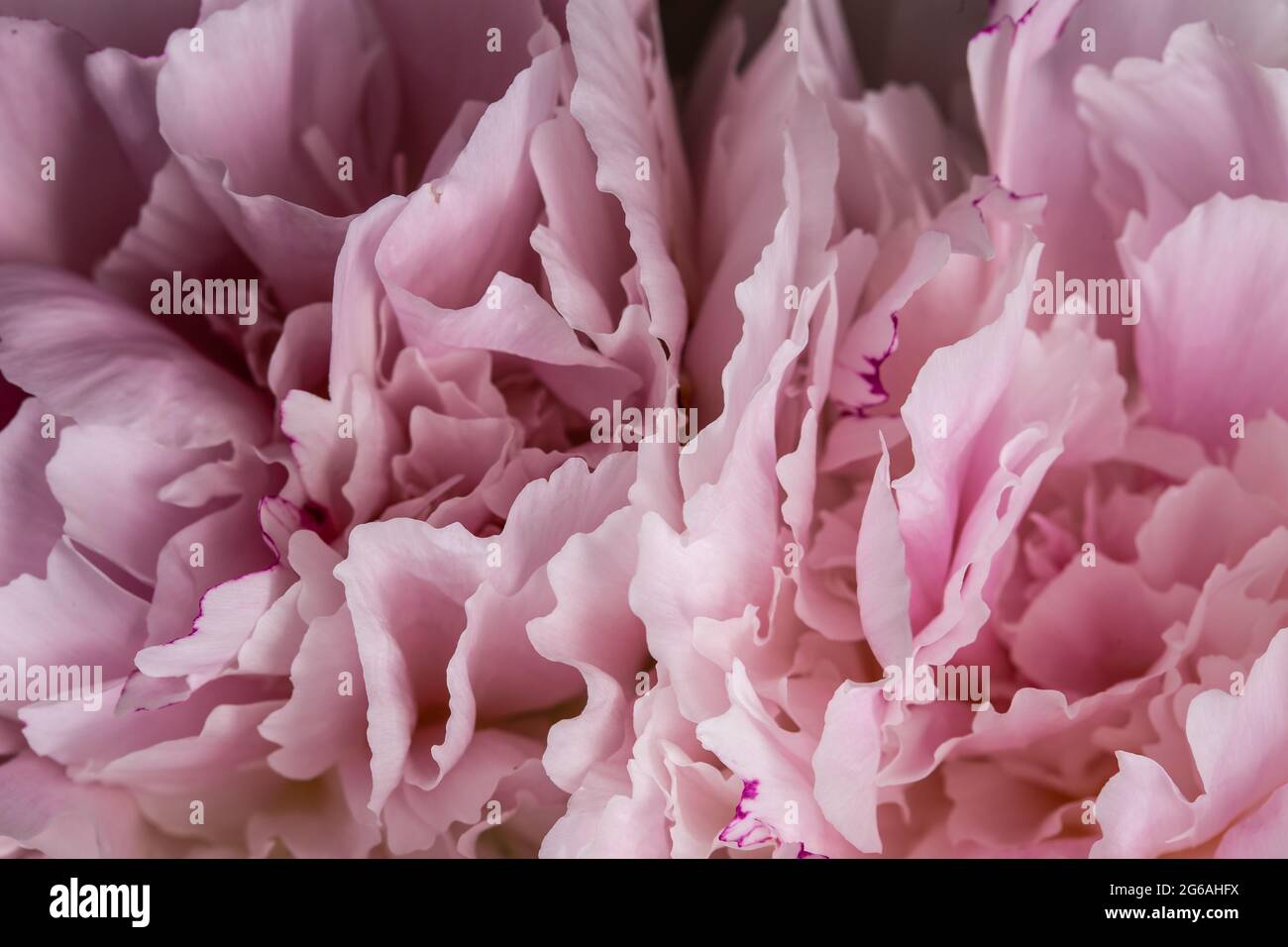 Smooth texture hi-res stock photography and images - Alamy