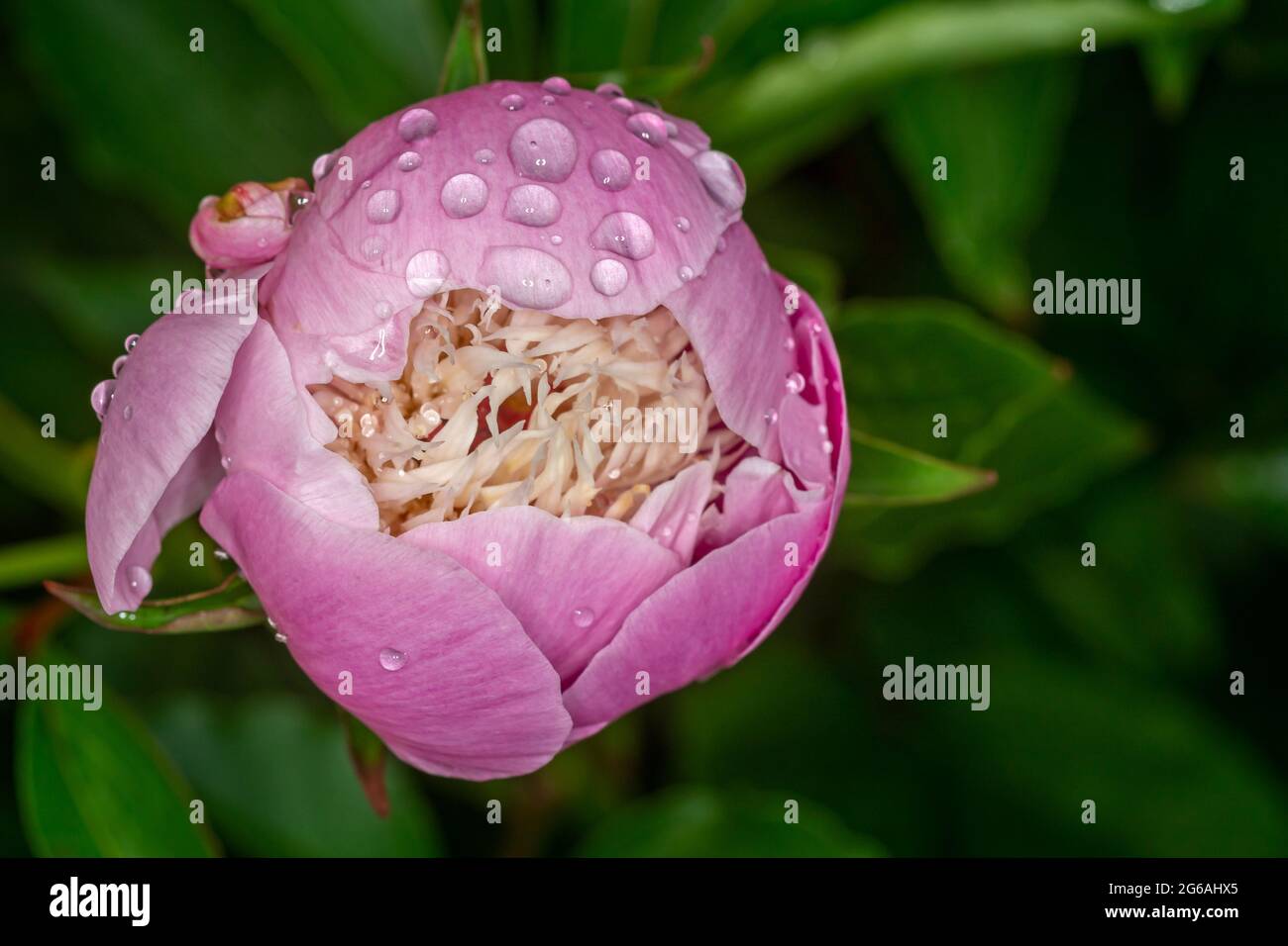 Flower head shower hi-res stock photography and images - Alamy