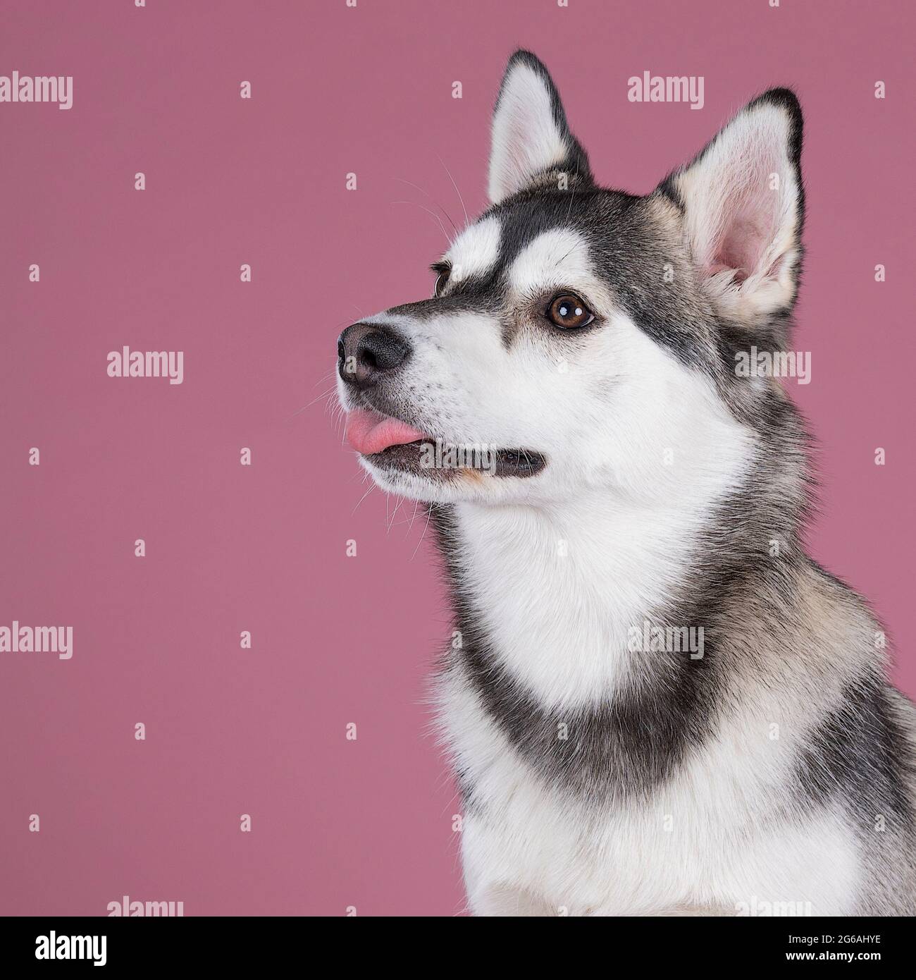 Cute pomsky hi-res stock photography and images - Alamy