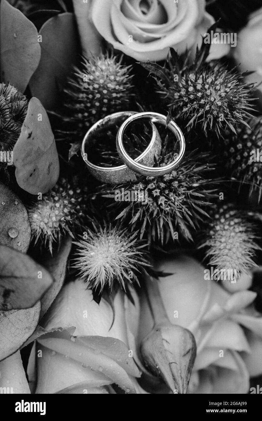 Beautiful pink roses in Black and White Stock Photos & Images - Alamy