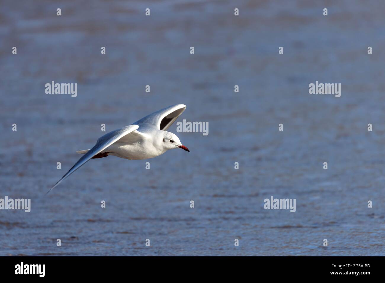 Flight feather hi-res stock photography and images - Alamy