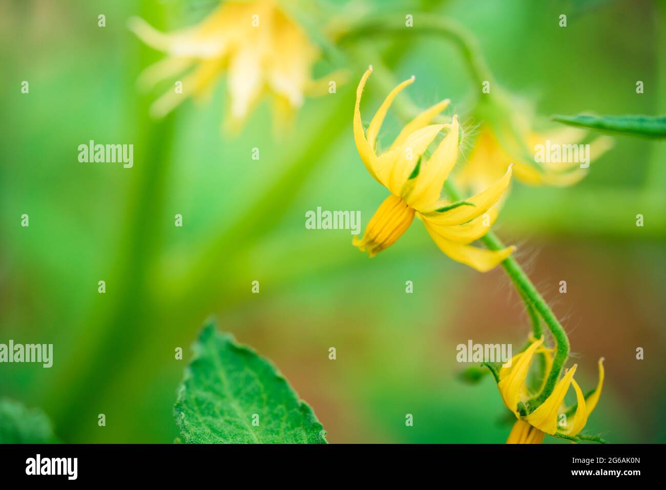 Tomato pollination hi-res stock photography and images - Alamy