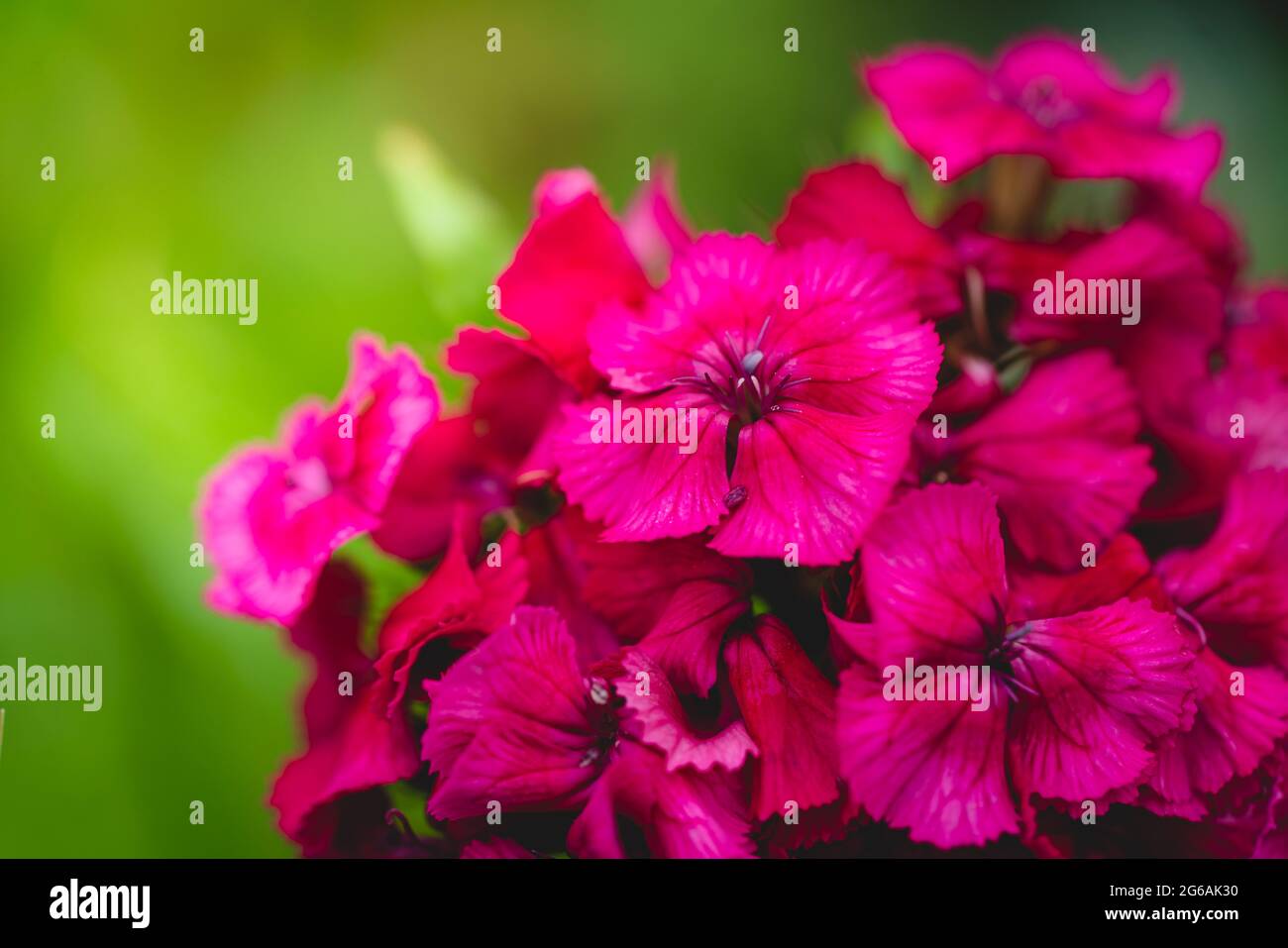 Blooming Turkish cloves close up. Dianthus barbatus. Garden plants ...