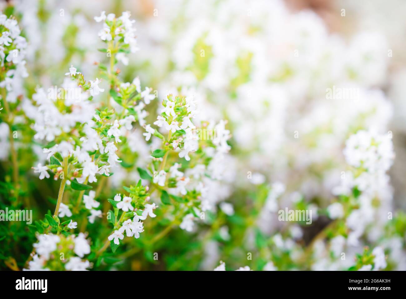 Blossoming thyme in the nature with blurred background. White thyme ...