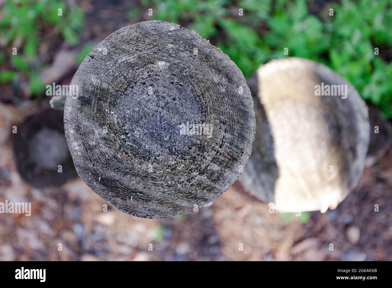Sawed wood view from top, used as background or texture Stock Photo - Alamy