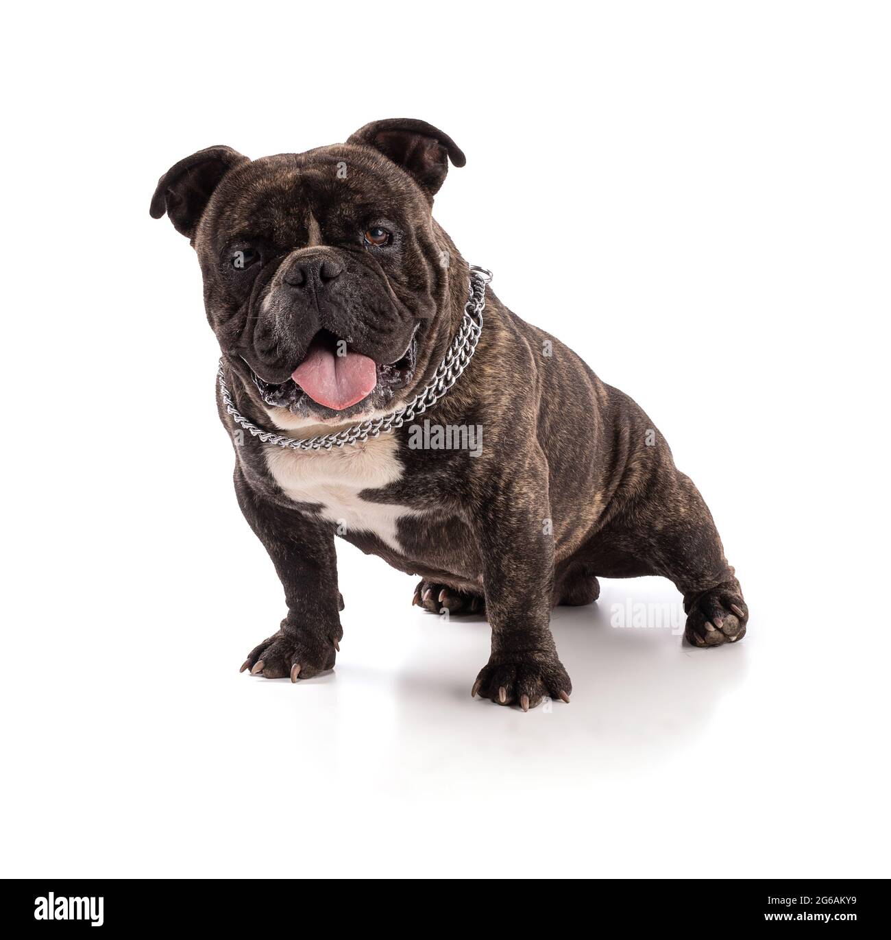 Portrait of an american bully dog on a white background Stock Photo - Alamy