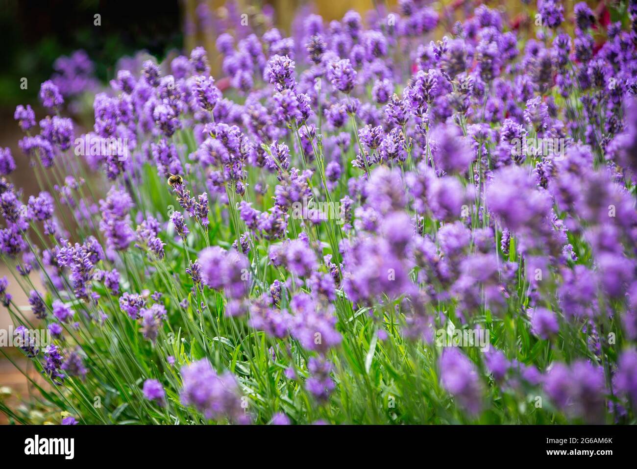 Bed of lavender hi-res stock photography and images - Alamy