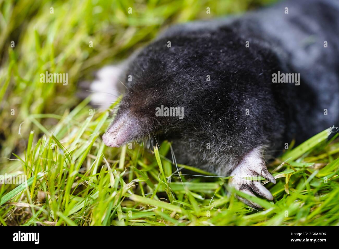 A mole in the garden Stock Photo - Alamy