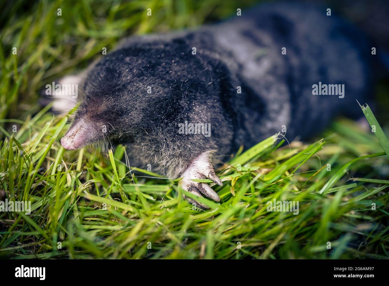 A mole in the garden Stock Photo - Alamy