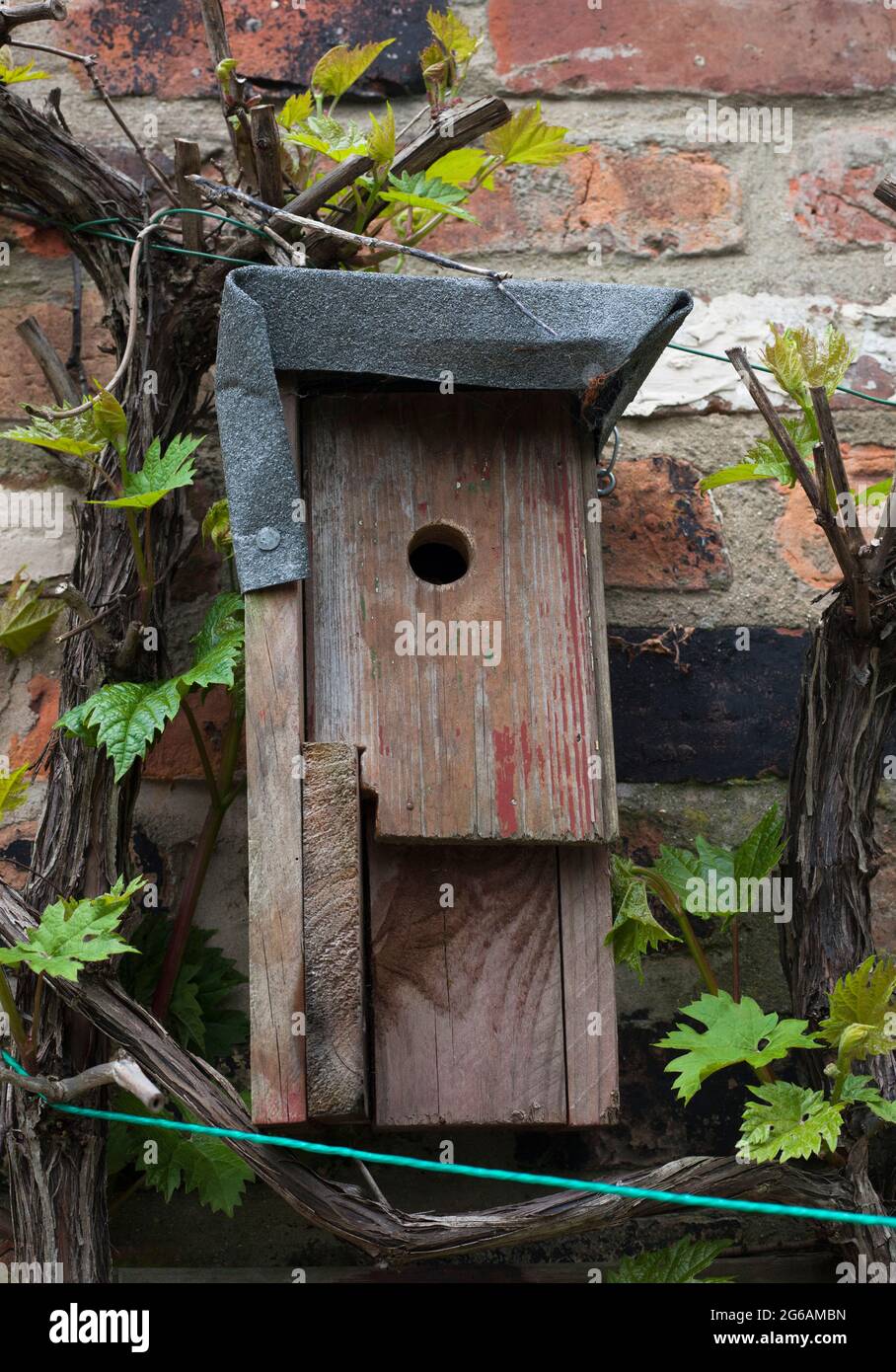 Vines on brick wall hi-res stock photography and images - Alamy
