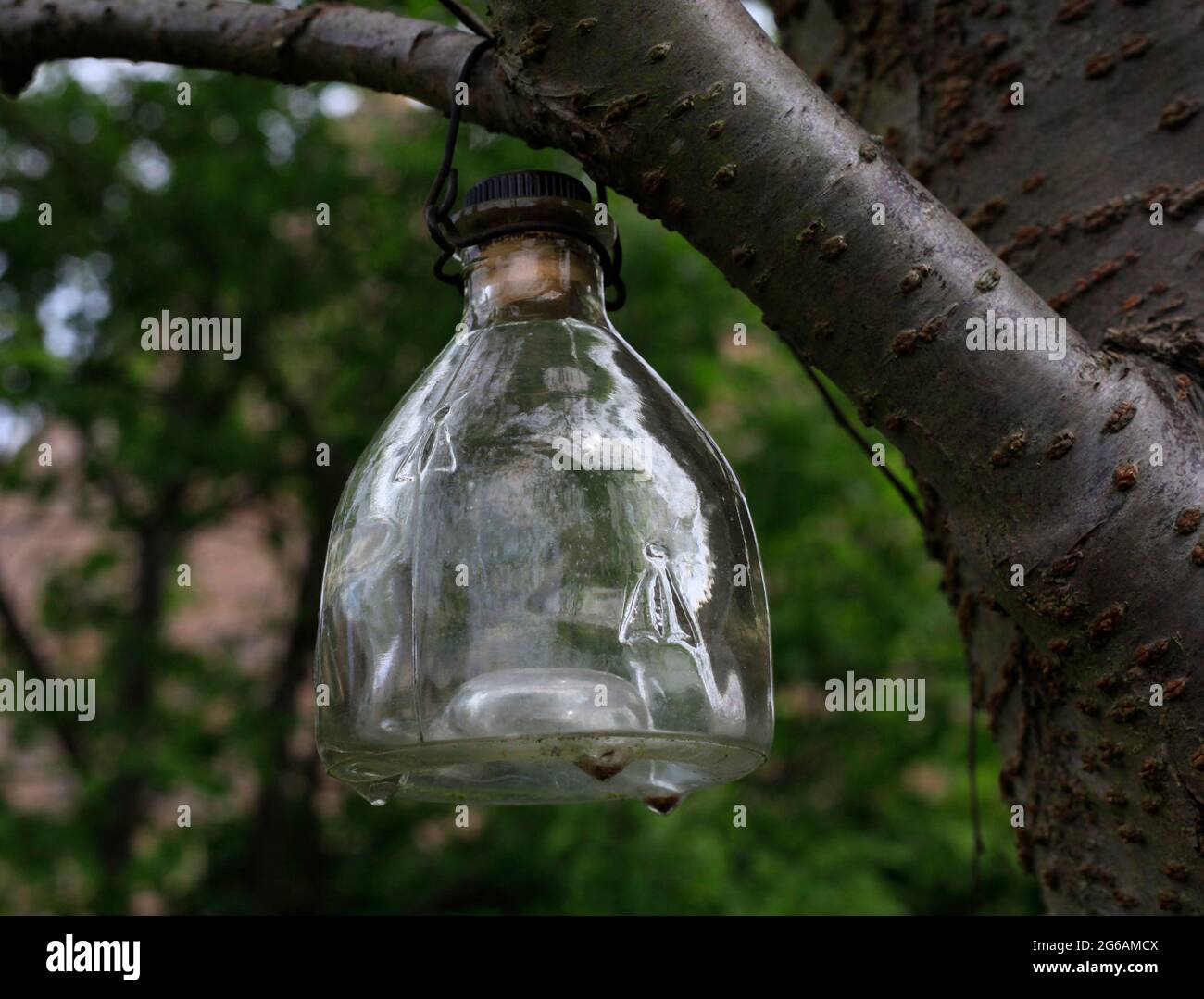 Wasp trap in garden tree hi-res stock photography and images - Alamy