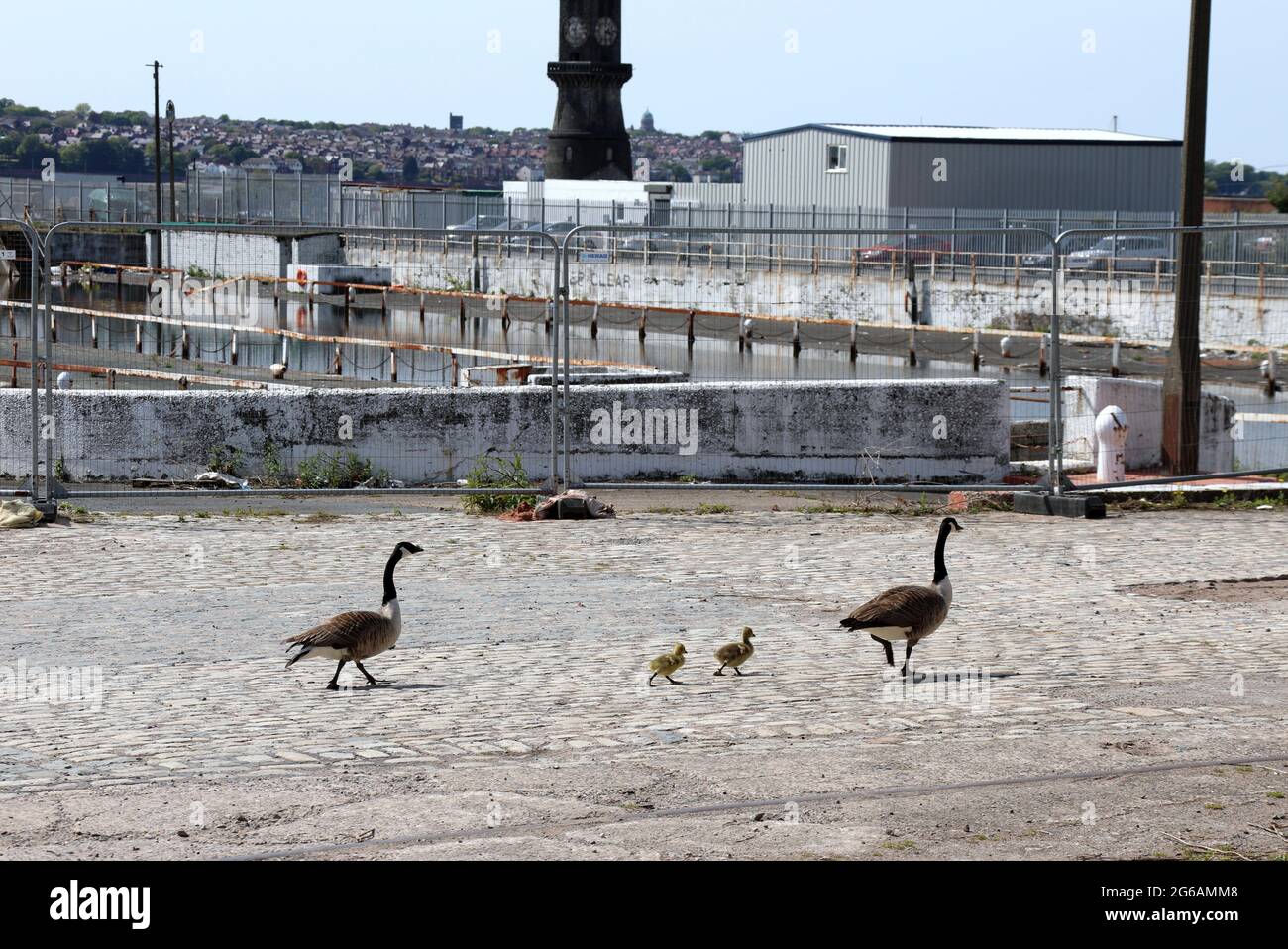 Canada geese with goslings at the docklands conservation area in ...