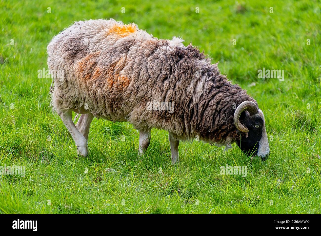 Closeup of domestic Jacob sheep (Ovis aries) in a field Stock Photo - Alamy