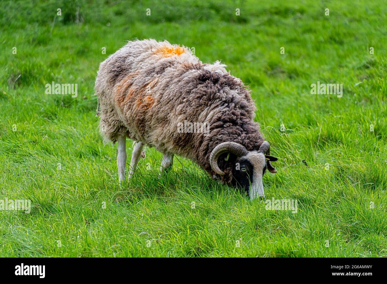 Closeup of domestic Jacob sheep (Ovis aries) in a field Stock Photo - Alamy