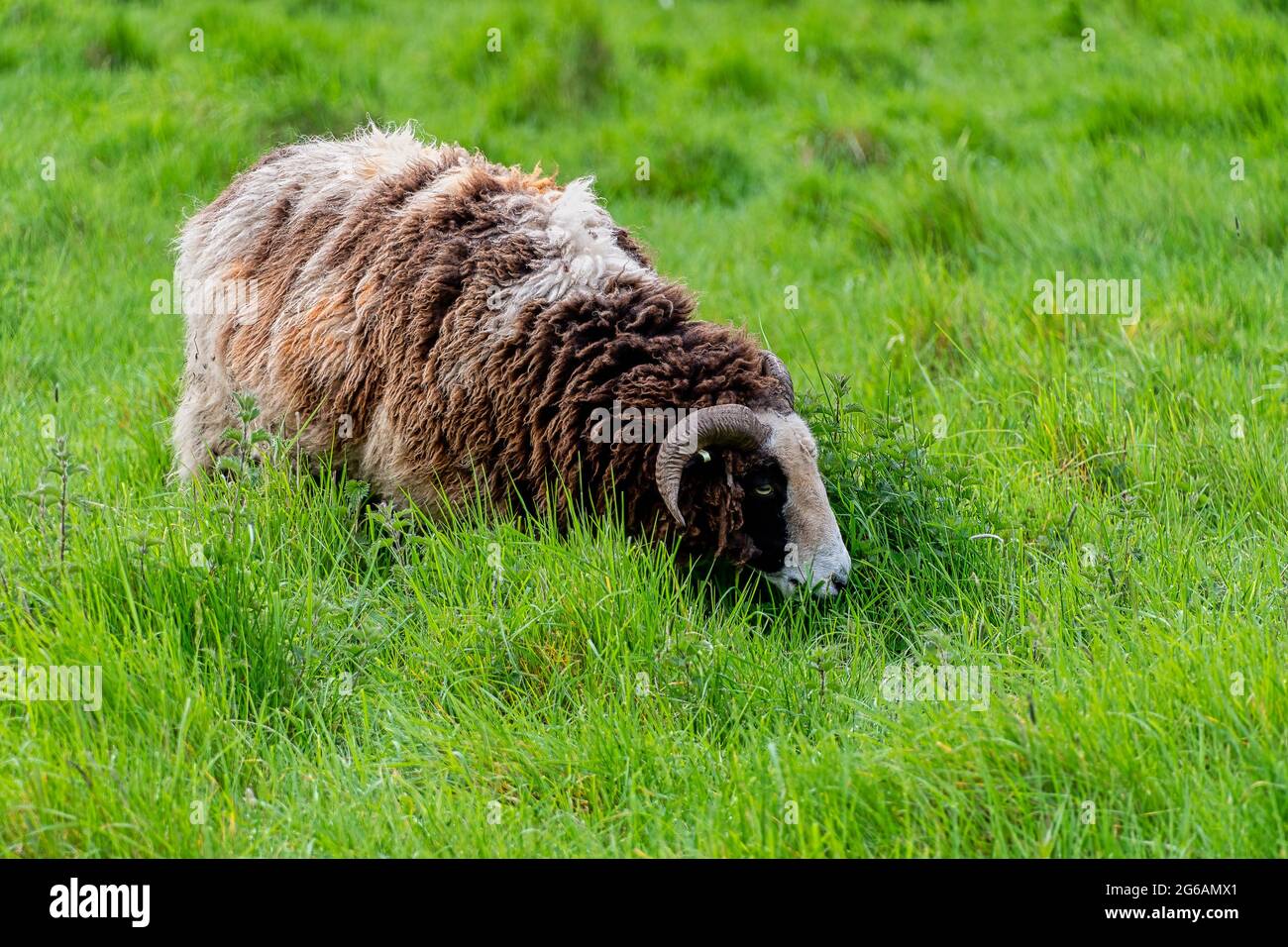 Domestic sheep jacob sheep lamb hi-res stock photography and images - Alamy