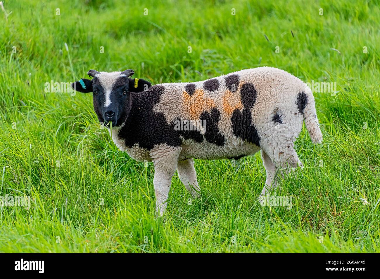 Domestic sheep jacob sheep lamb hi-res stock photography and images - Alamy