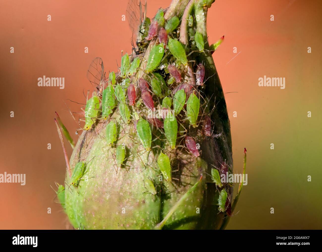 Infested rose hi-res stock photography and images - Alamy