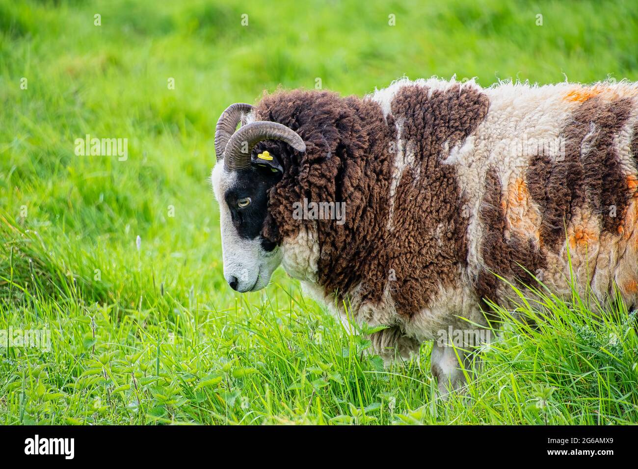 Domestic sheep jacob sheep lamb hi-res stock photography and images - Alamy