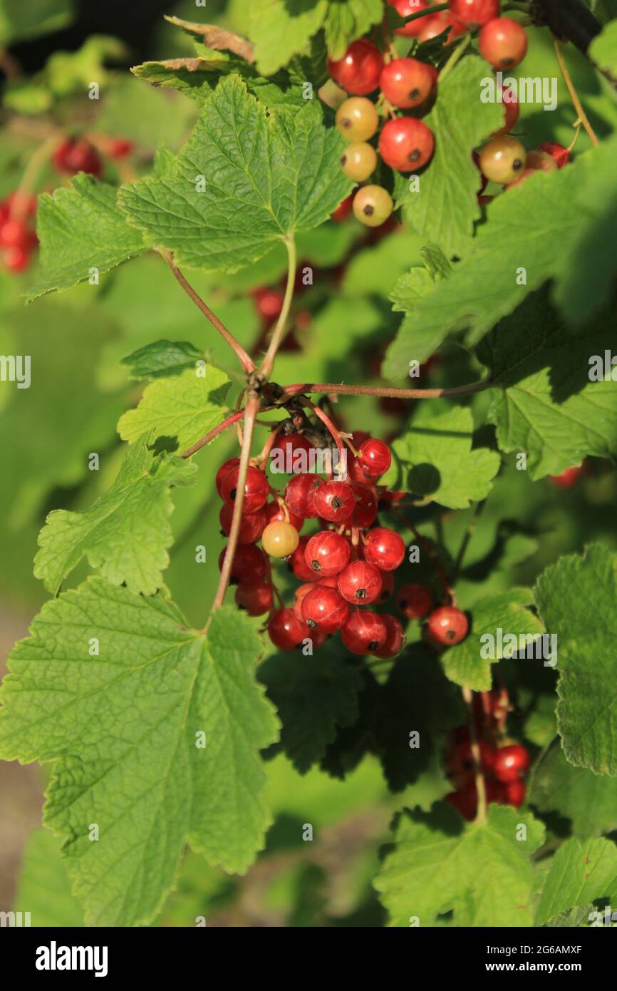 Sunny red berries hi-res stock photography and images - Alamy