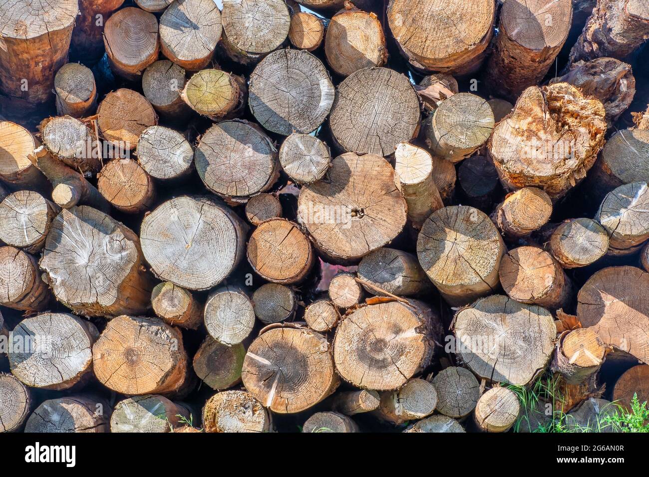 Close up view of lots of tree logs piled up Stock Photo - Alamy