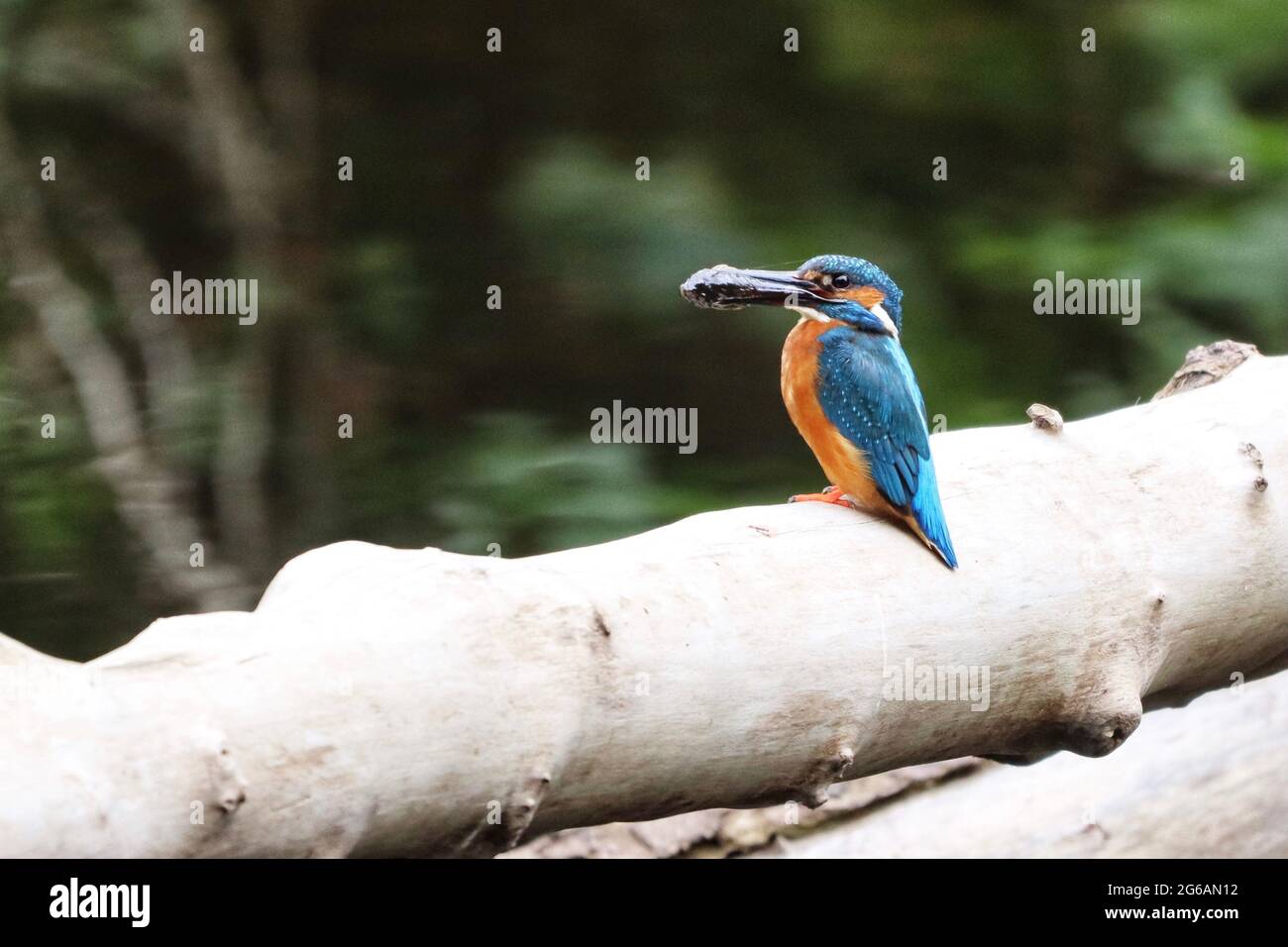 Kingfisher with a fish on the River Goyt Stock Photo - Alamy