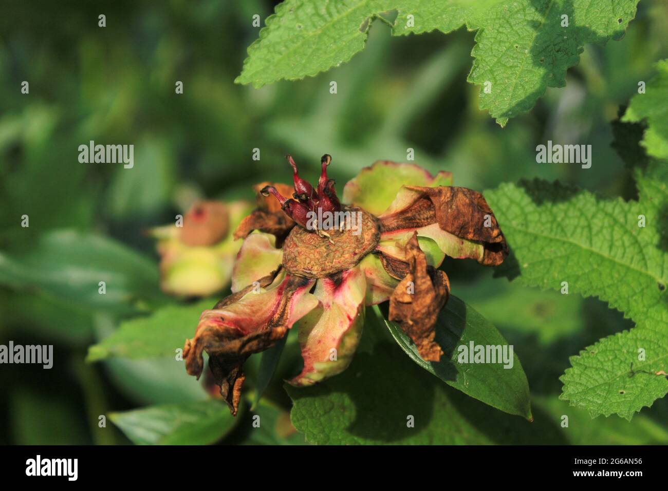 Old flower hi-res stock photography and images - Alamy