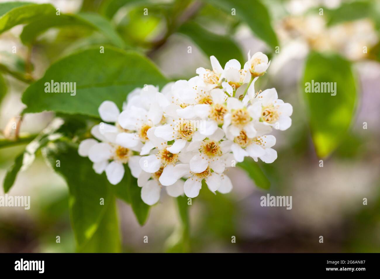 blooming bird cherry close-up, used as a background or texture Stock ...