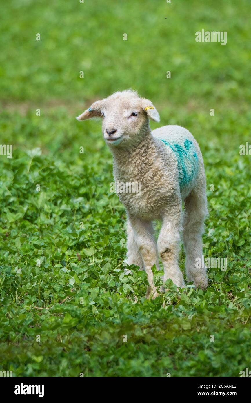 Organic farming livestock hi-res stock photography and images - Alamy