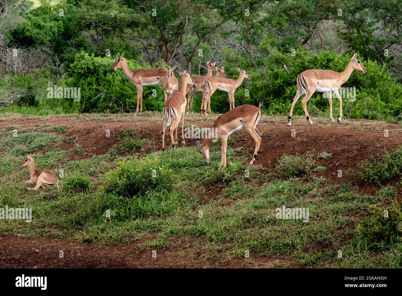 African herbivores hi-res stock photography and images - Alamy