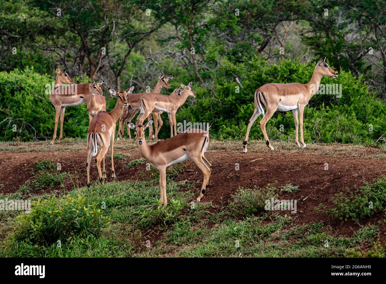 Zululand High Resolution Stock Photography and Images - Alamy