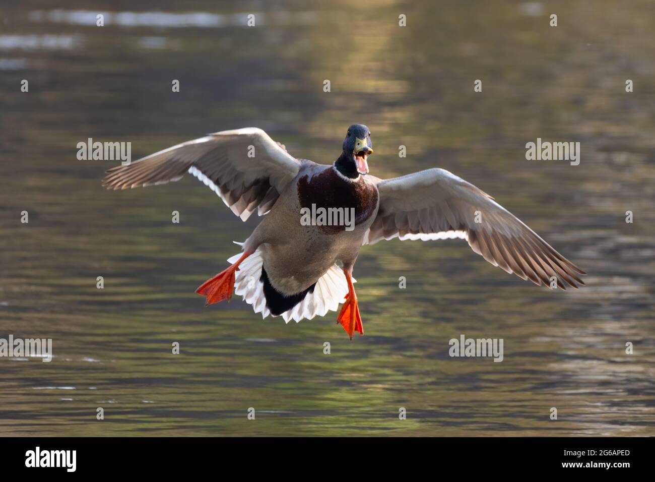 Male Mallard duck (drake) in flight over water coming in to land while ...
