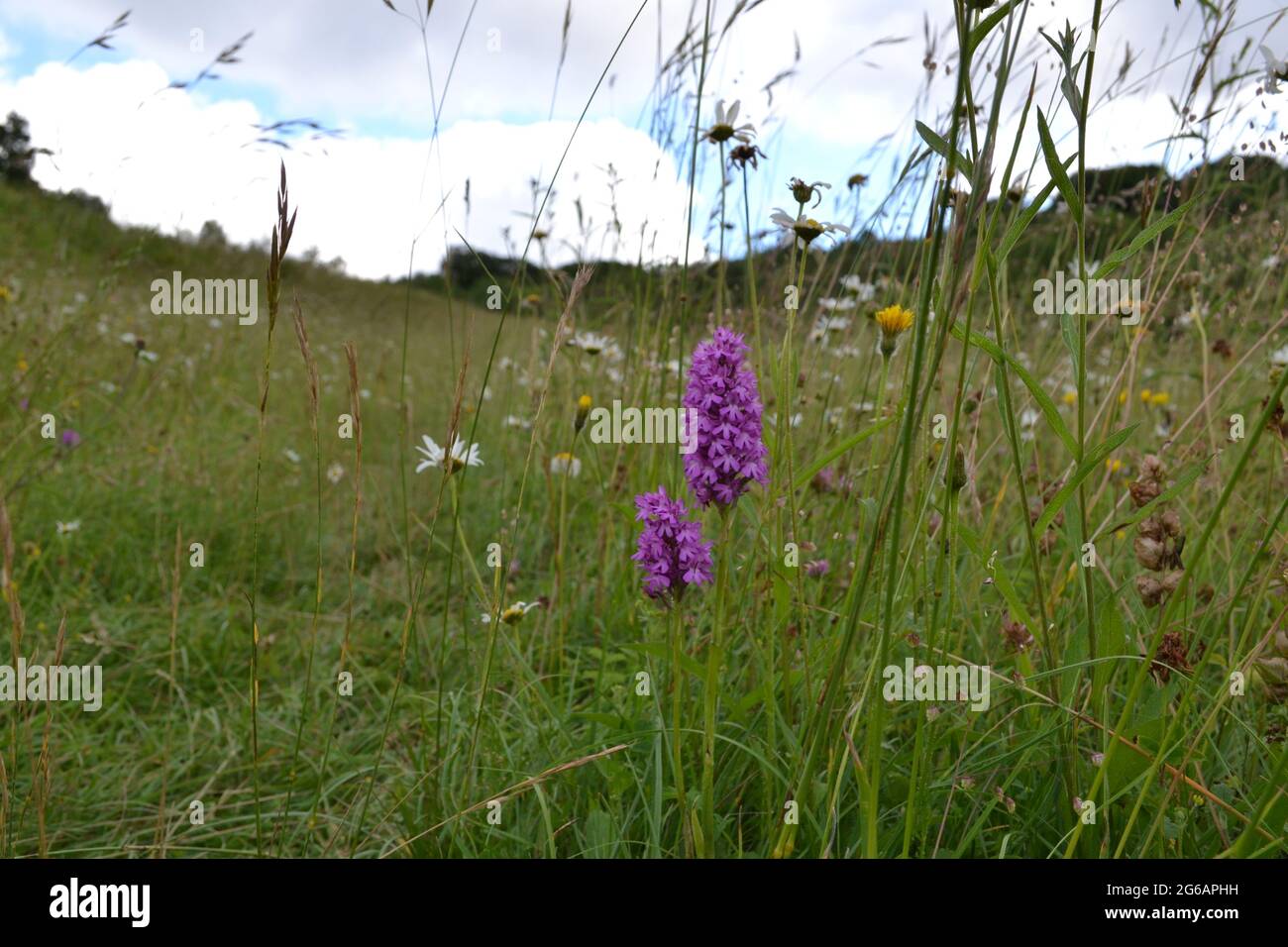 Pyramidal orchids in wild meadow, Magpie Bottom, near Shoreham, Kent ...