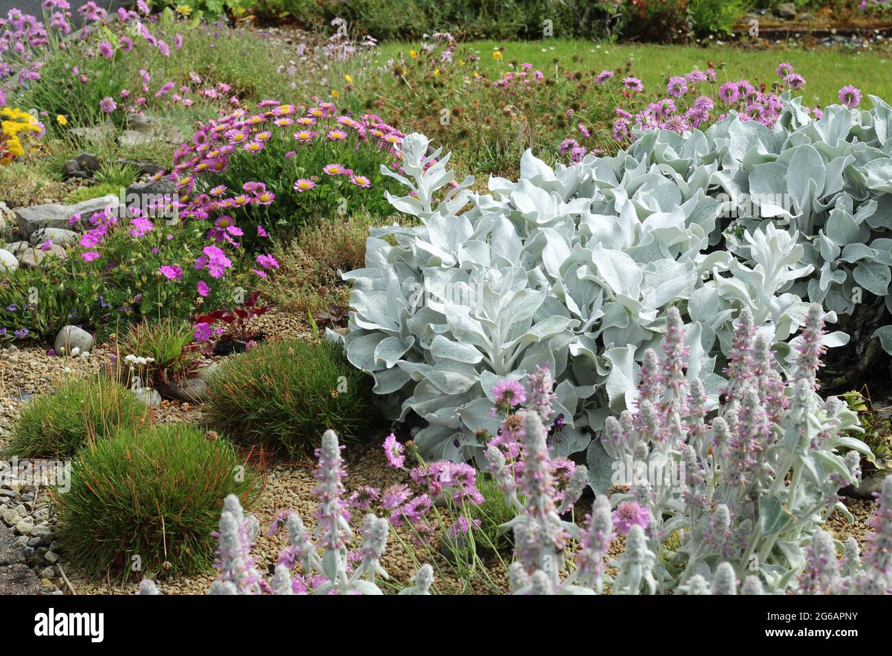 Colourful garden rockery featuring seaside daisies and senecio plant ...