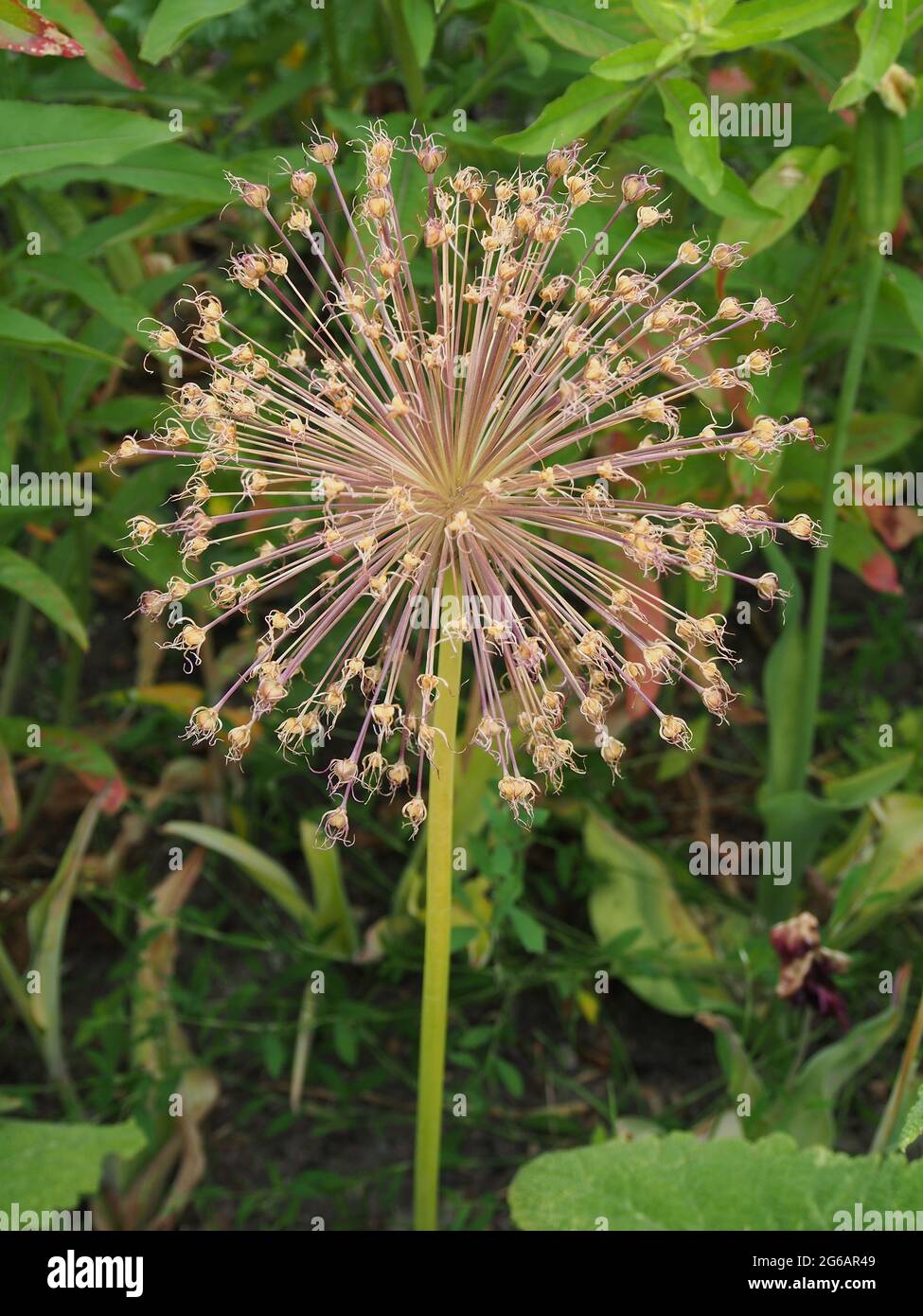 Macro shot of the seedhead of a Giant Allium (Allium Giganteum) growing ...